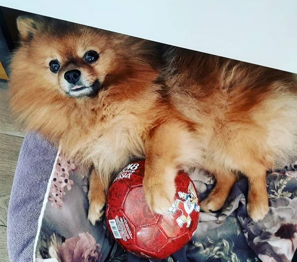 100+ Best Soccer Dog Names For Your Cute Puppies