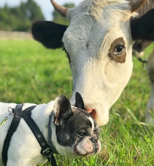 100+ Best Farm Dog Names - PetPress