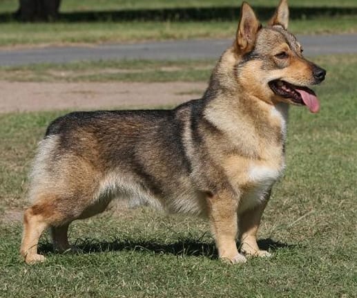 90+ Swedish Dog Names - Viking And Norse God Dog Name Ideas