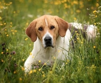 170+ Slavic Dog Names - Popular Male & Female Slavic Dog Name Ideas