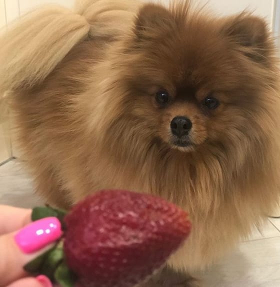 30+ Fruit Names For Dogs That Are Fits For Both male And Female Dogs