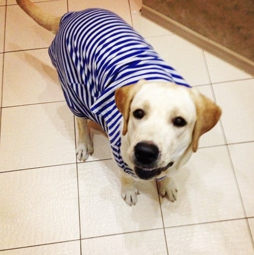 Top 30 Awesome Marine Inspired Dog Names - PetPress