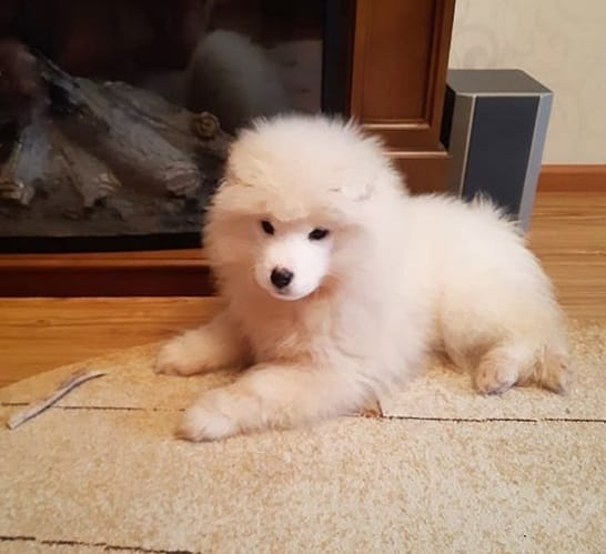 100+ Dog Names Inspired By Bears - PetPress