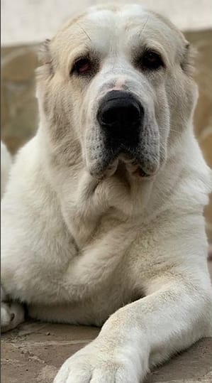 150+ Best Heavy Metal Dog Names - PetPress