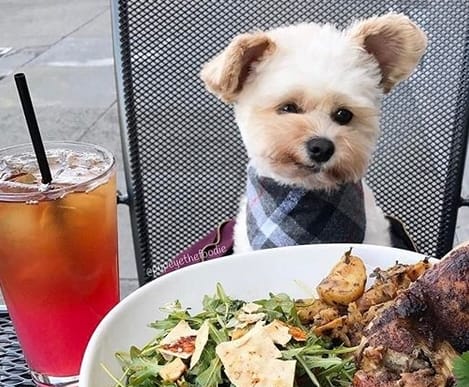 30+ Spice Inspired Male Dog Names - PetPress