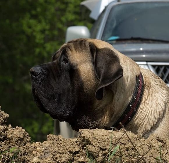 150+ Best Heavy Metal Dog Names - PetPress