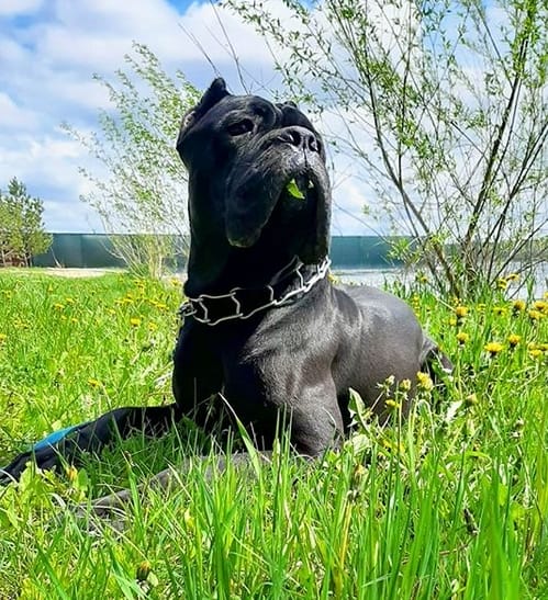 Top 140 Best Protective Dog Names - PetPress