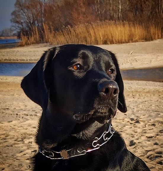 Top 50 Edgy Dog Names - PetPress