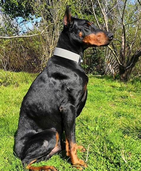 Top 140 Best Protective Dog Names - PetPress