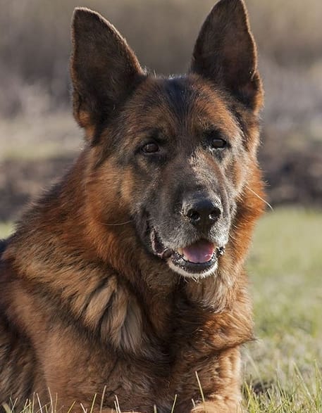 Top 140 Best Protective Dog Names - PetPress