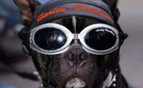 150+ Best Heavy Metal Dog Names - PetPress