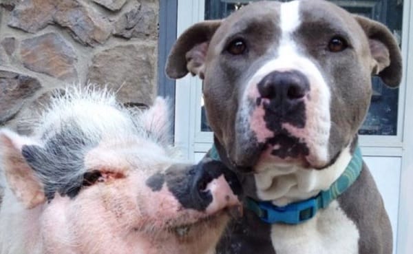 100 Best Farm Dog Names PetPress 100-best-farm-dog-names-petpress