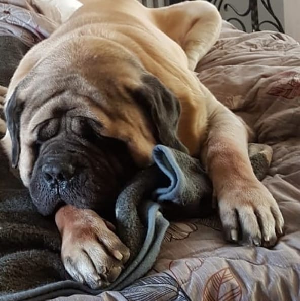 16 Things Only English Mastiff Owners Will Understand - PetPress
