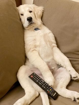 15 Reasons Why You Should Never Own Golden Retrievers - Page 3 of 5 ...