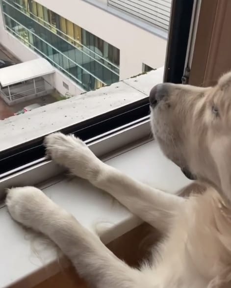 15 Reasons Why You Should Never Own Golden Retrievers - PetPress