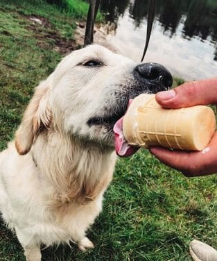 15 Reasons Why You Should Never Own Golden Retrievers - PetPress