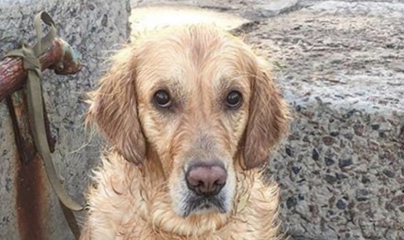 15 Reasons Why You Should Never Own Golden Retrievers - PetPress