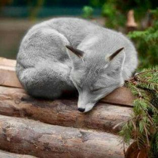 10 Facts About Gray Foxes You Probably Didn’t Know - PetPress