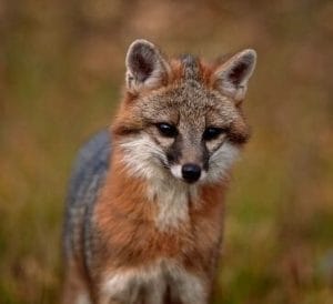 10 Facts About Gray Foxes You Probably Didn’t Know - PetPress