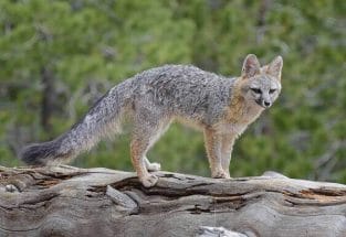 10 Facts About Gray Foxes You Probably Didn’t Know - PetPress
