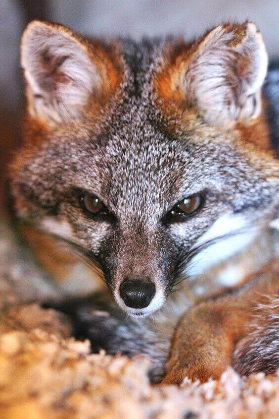 10 Facts About Gray Foxes You Probably Didn’t Know - PetPress
