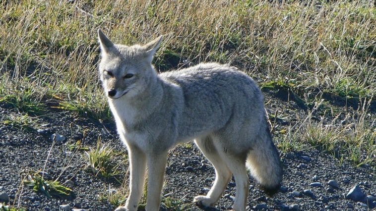 10 Facts About Gray Foxes You Probably Didn’t Know - PetPress