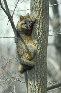 10 Facts About Gray Foxes You Probably Didn’t Know - PetPress