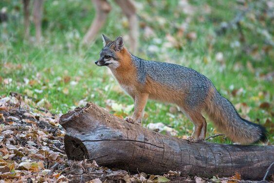 10 Facts About Gray Foxes You Probably Didn’t Know - PetPress