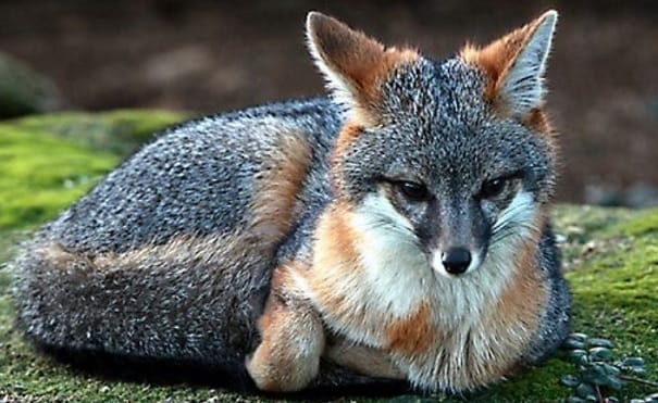 10 Facts About Gray Foxes You Probably Didn’t Know - PetPress