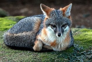 10 Facts About Gray Foxes You Probably Didn’t Know - PetPress