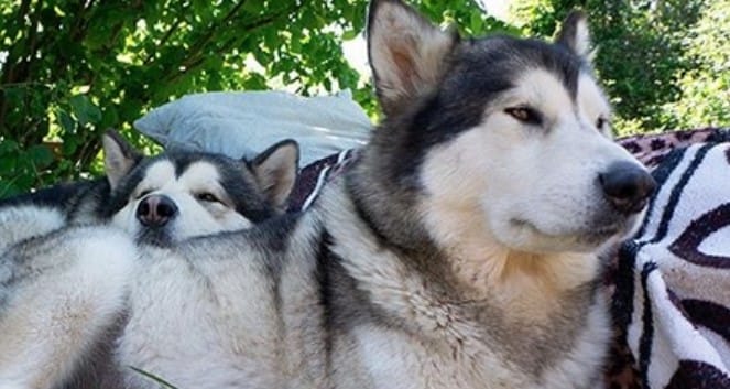 30+ Best Sister Dog Names - PetPress