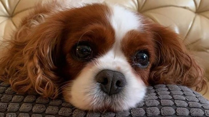 14 Funny Memes That You Must Show to Your Friend Who Own a Cavalier ...