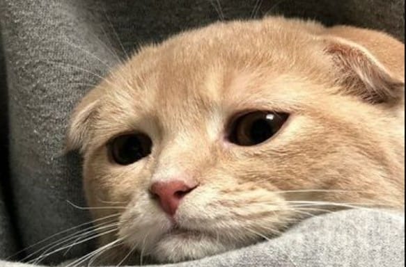 Top 250 Food Cat Names For Your Cute And Adorable Kittens