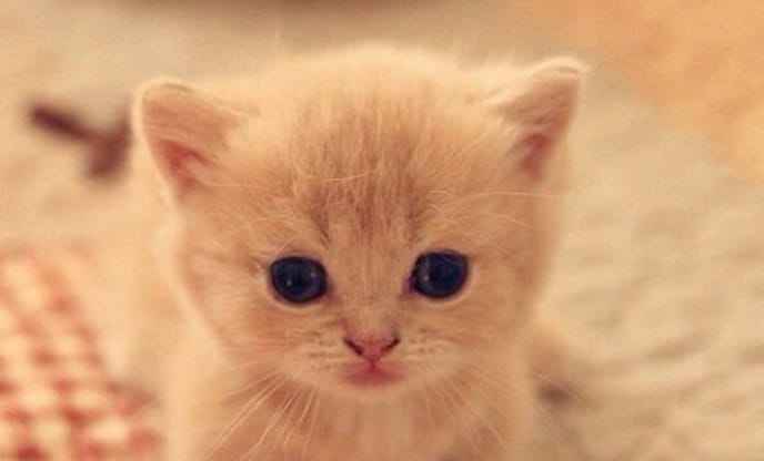 50 Best Human-Like Cat Names for Male Cats - PetPress