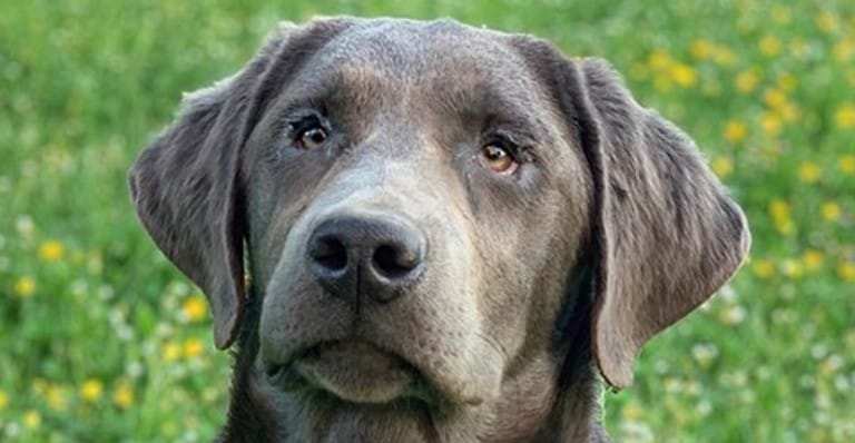 100 Unique Silver Labrador Dog Names - PetPress