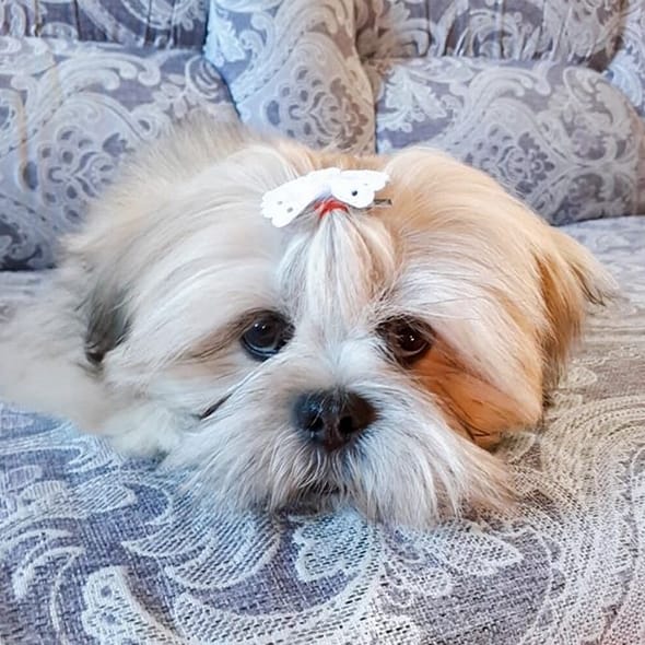 14 Realities That New Lhasa Apso Owners Must Accept