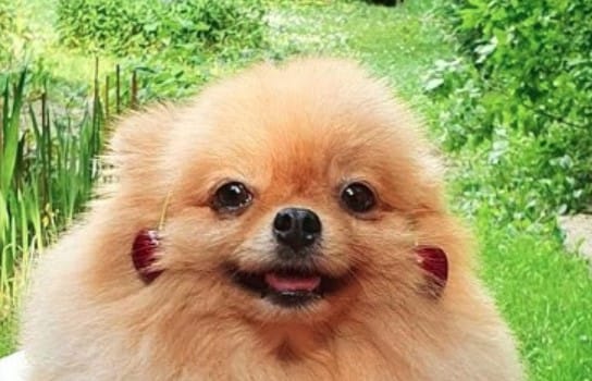 Princess Dog Names - 160 Elegant Dog Names for Girl Puppies - PetPress