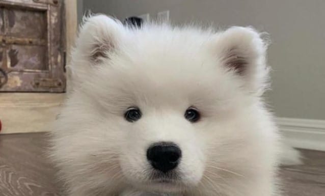 14 Things Only Samoyed Owners Will Understand - PetPress