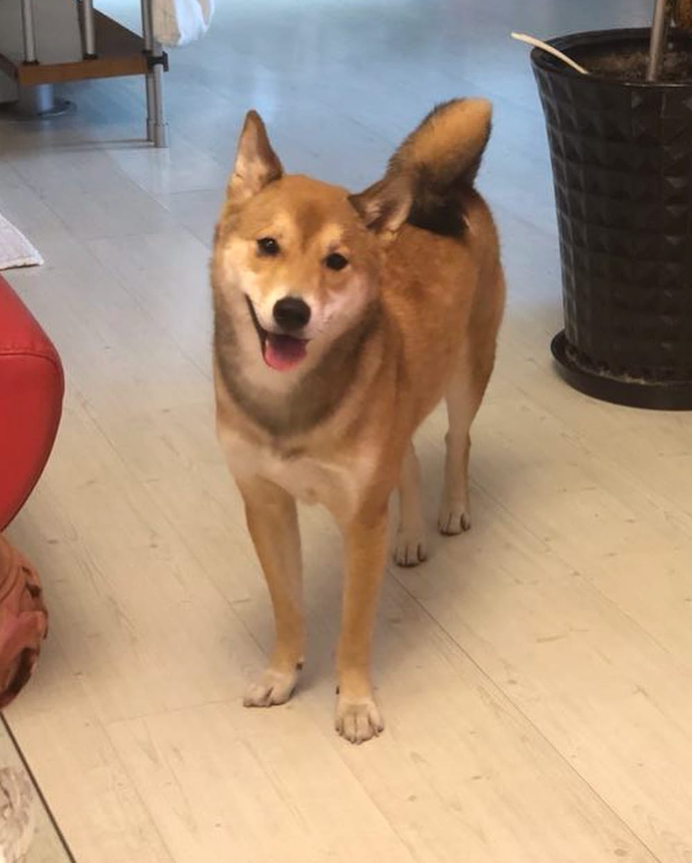 18 Utterly Gorgeous Shiba Inu Mixes You Need In Your Life - Page 5 of 6 ...