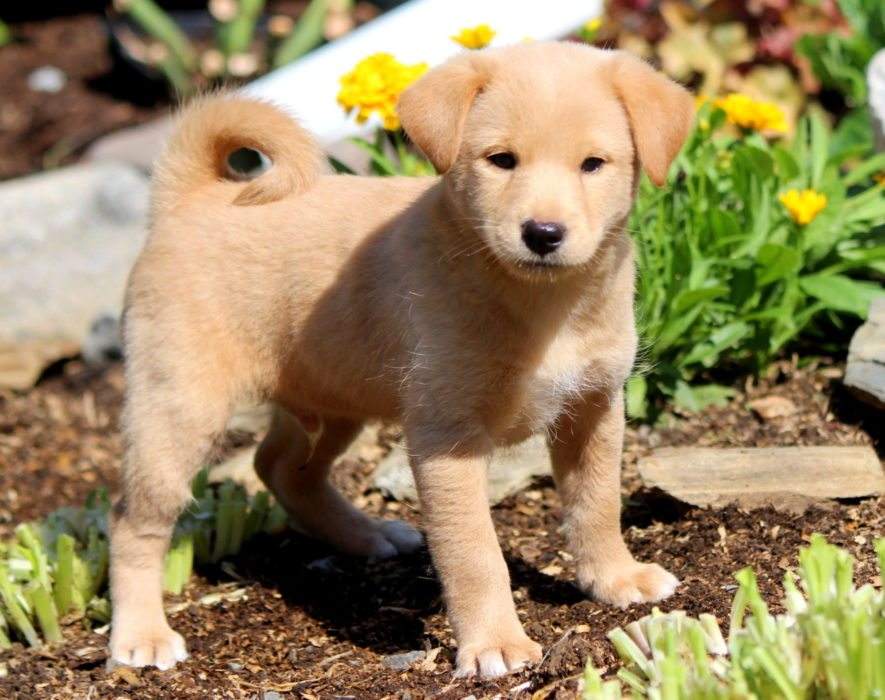 18 Utterly Gorgeous Shiba Inu Mixes You Need In Your Life - Page 3 of 6 ...