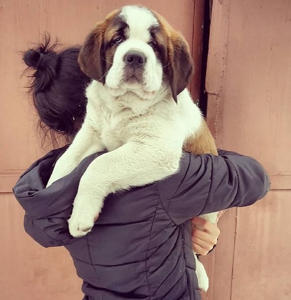 15 Things Only St. Bernard Owners Will Understand - PetPress