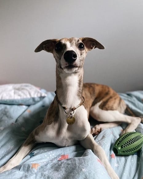 14 Things Only Whippet Owners Will Understand - PetPress