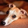 14 Things Only Whippet Owners Will Understand - PetPress