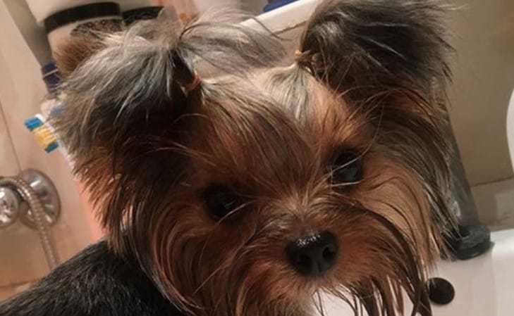 14 Funny Yorkie Memes That Will Make You Laugh! - PetPress