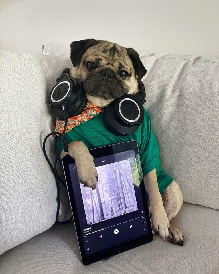 15 Famous Dogs of Instagram | Petpress