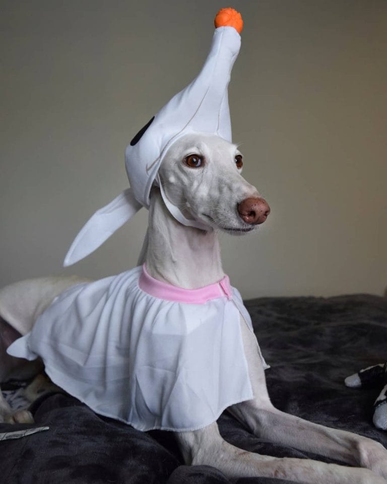 20+ Cute Dogs Who Are Ready For Halloween - PetPress