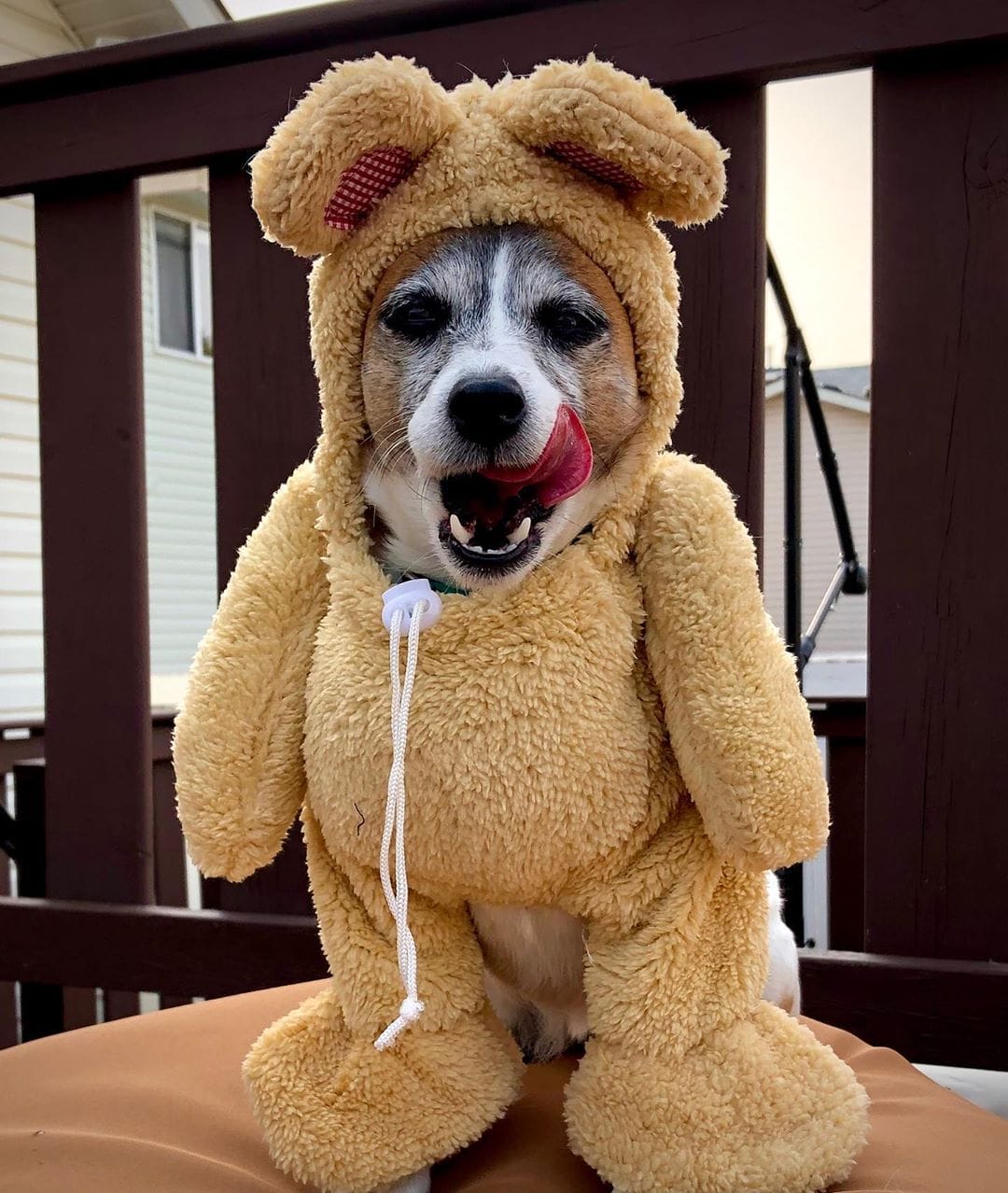 20+ Cute Dogs Who Are Ready For Halloween - PetPress
