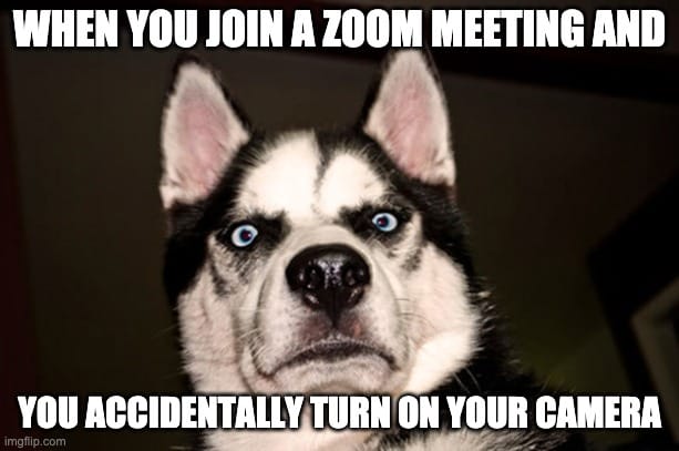 Best 20+ Dogs Working From Home Memes List - Page 5 of 5 - PetPress