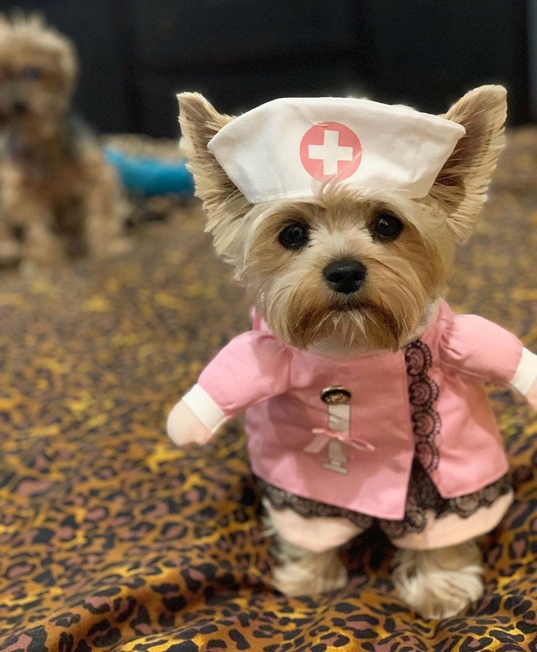 20+ Cute Dogs Who Are Ready For Halloween - PetPress