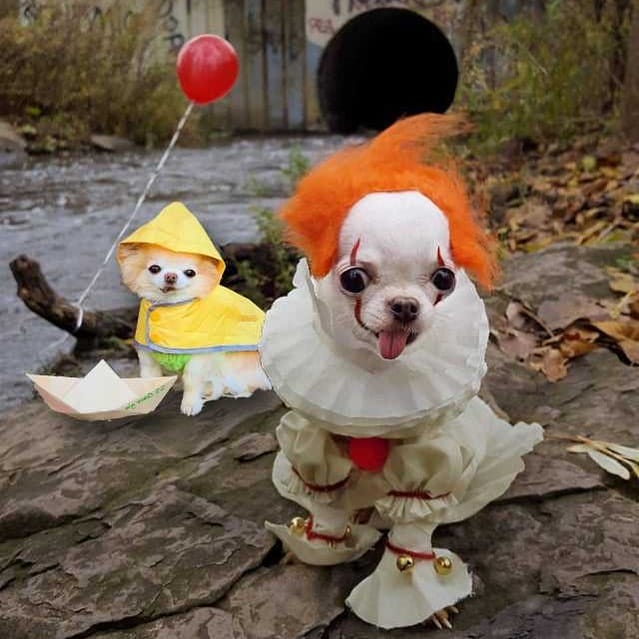 20+ Cute Dogs Who Are Ready For Halloween - PetPress